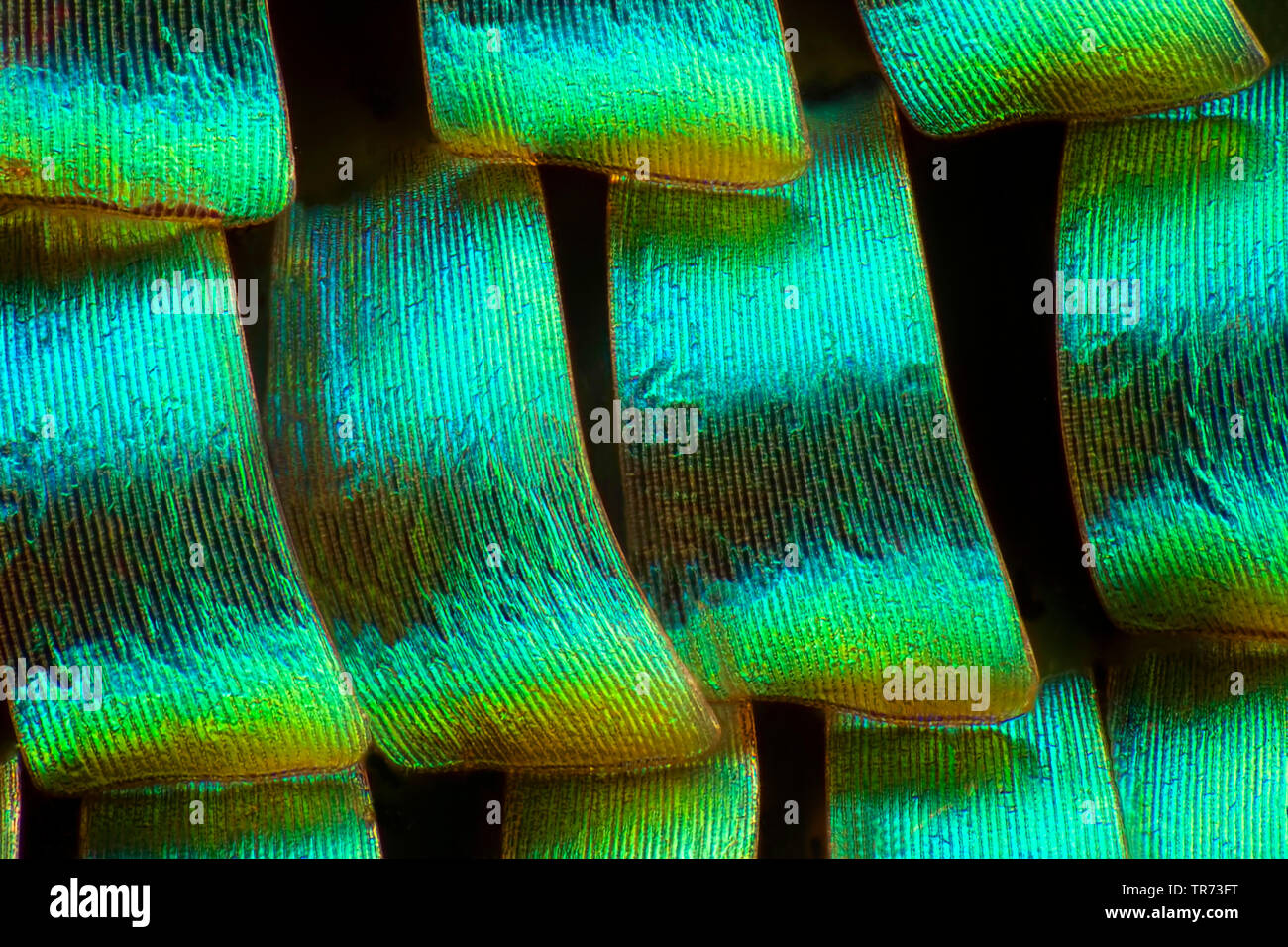 Green-banded Urania (Urania leilus), wings of butterfly, scales Stock ...