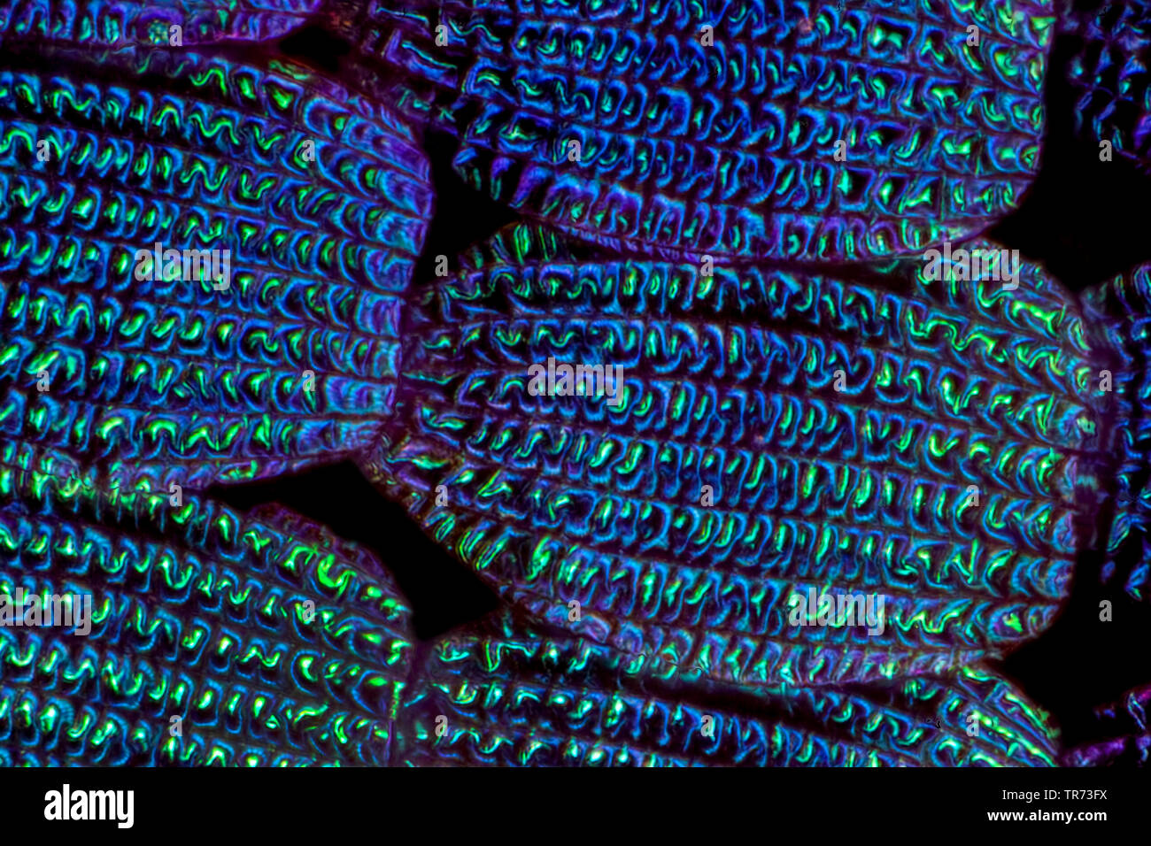 wing scales in darkfield Stock Photo - Alamy
