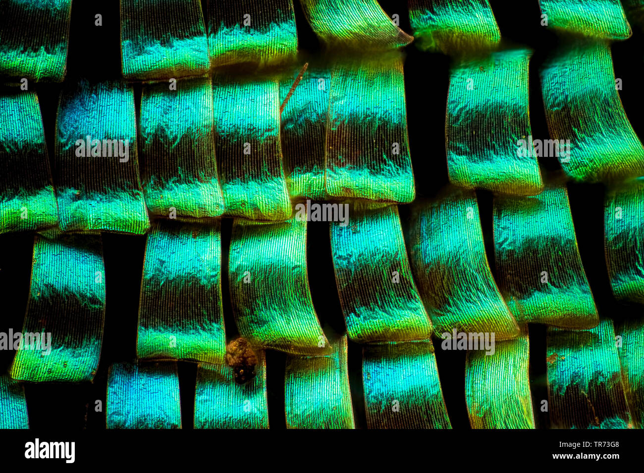 Green-banded Urania (Urania leilus), wings of butterfly, scales Stock ...
