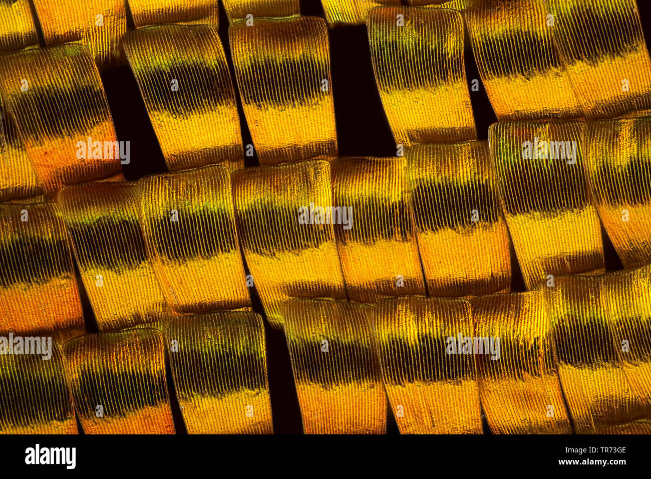 Green-banded Urania (Urania leilus), wings of butterfly, scales Stock ...