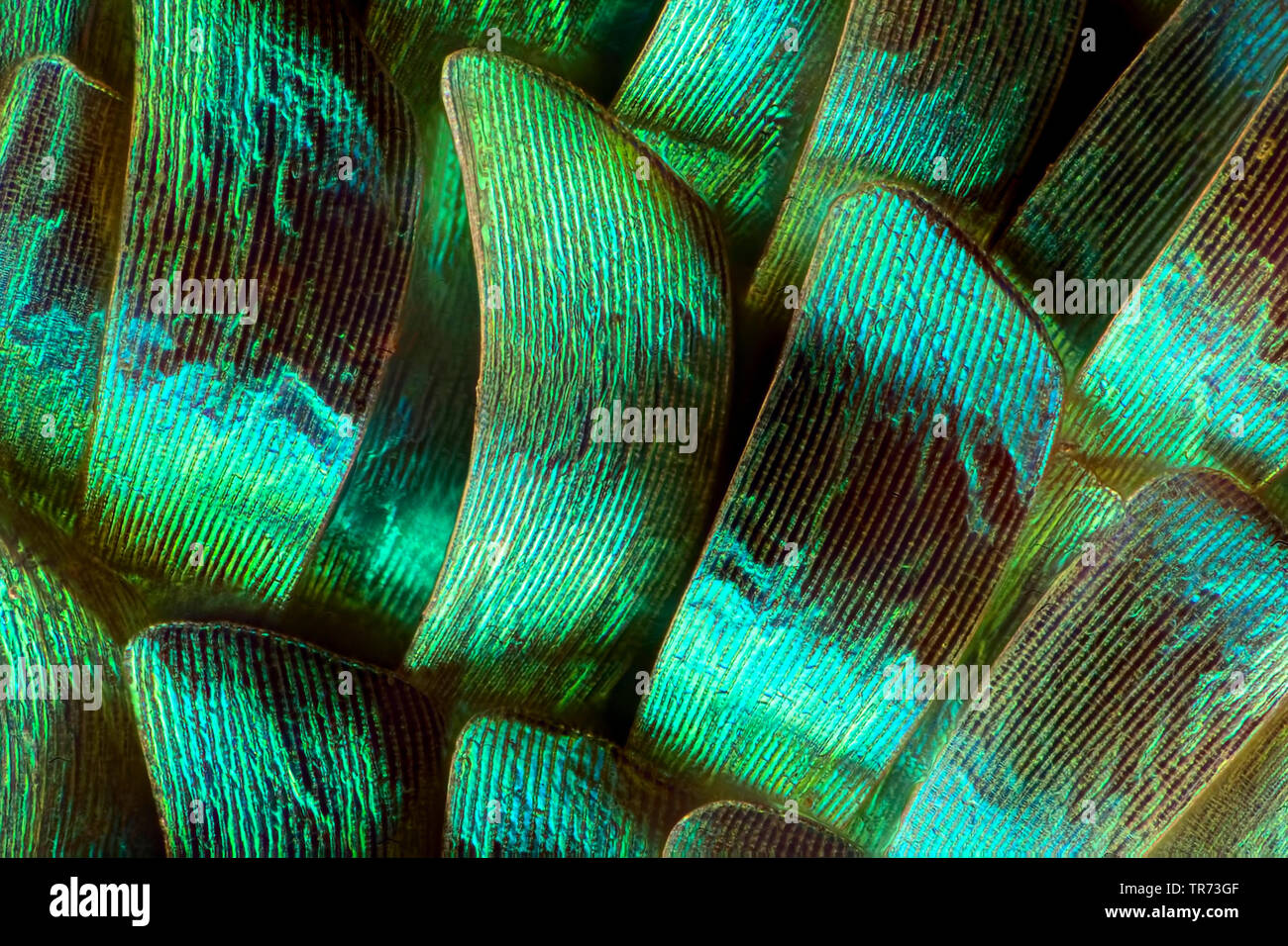 Green urania hi-res stock photography and images - Alamy