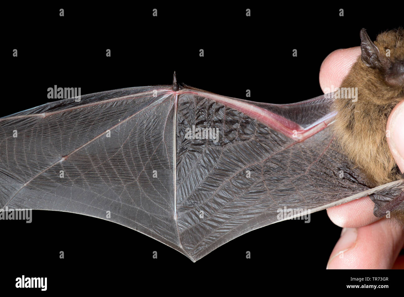 common pipistrelle (Pipistrellus pipistrellus), wing ist examined ...