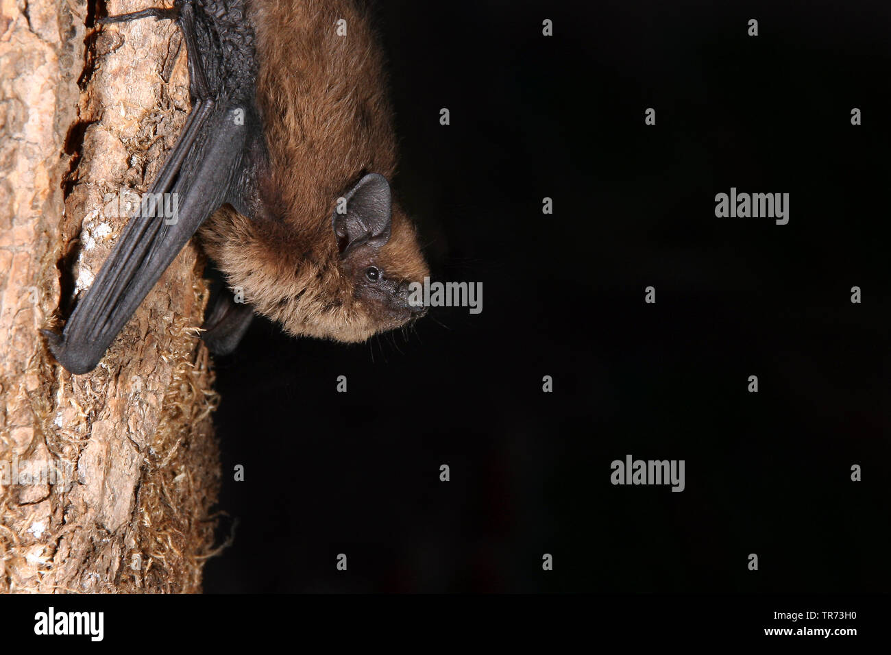 Common pipistrelles pipistrellus pipistrellus hi-res stock photography ...