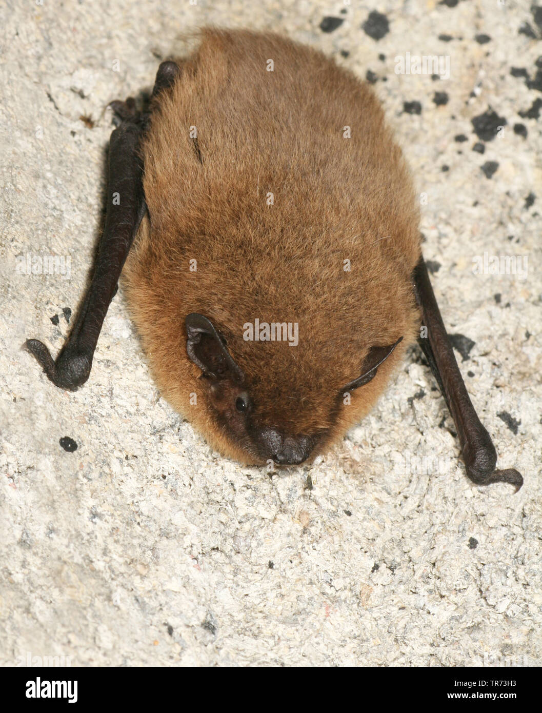 common pipistrelle (Pipistrellus pipistrellus), hanging on a wall ...