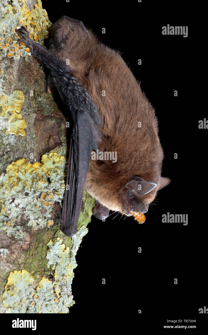 common pipistrelle (Pipistrellus pipistrellus), hanging headlong with ...