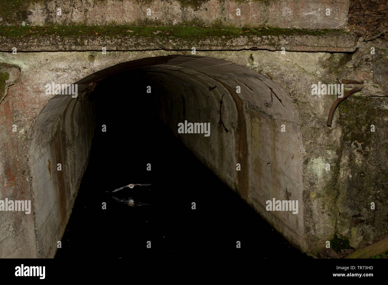 Flying under bridges hi-res stock photography and images - Alamy