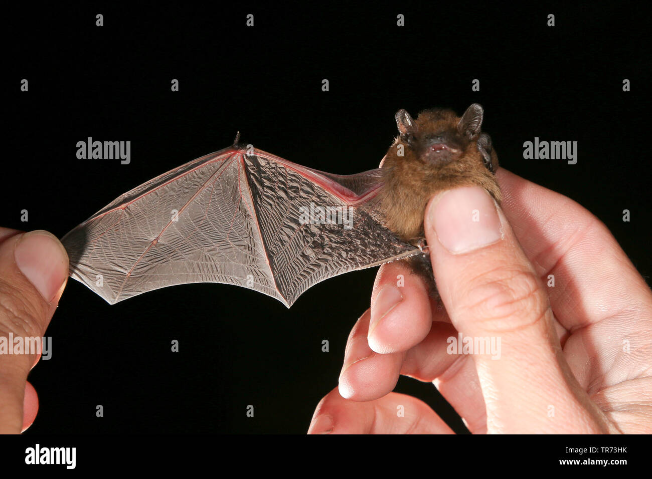 common pipistrelle (Pipistrellus pipistrellus), wing ist examined ...