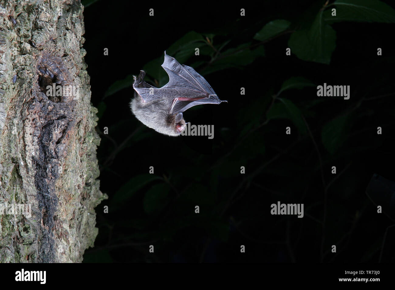 Daubenton's bat (Myotis daubentoni, Myotis daubentonii), leaving tree ...