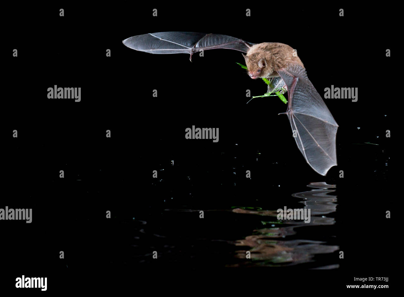 Daubenton's bat (Myotis daubentoni, Myotis daubentonii), hunting at ...