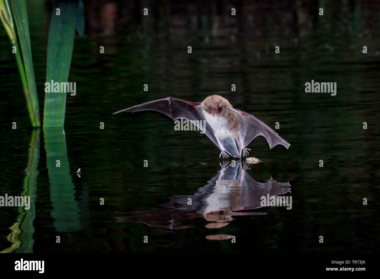 Bats hunting insects hi-res stock photography and images - Alamy