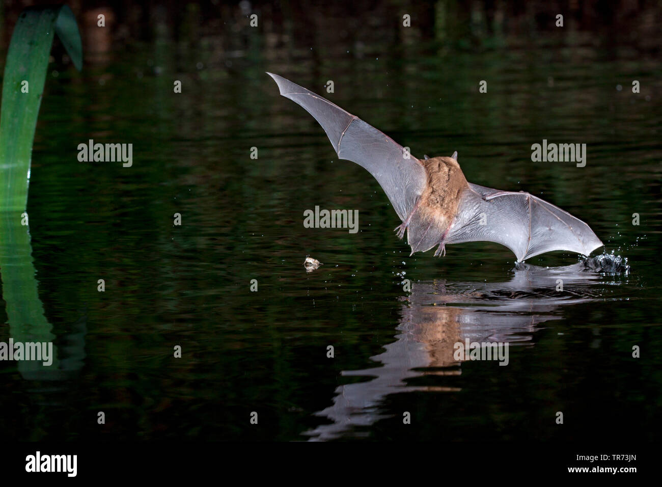 Daubenton's bat (Myotis daubentoni, Myotis daubentonii), hunting at ...