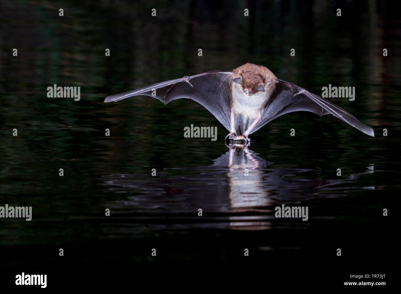 Daubenton's bat (Myotis daubentoni, Myotis daubentonii), hunting at ...