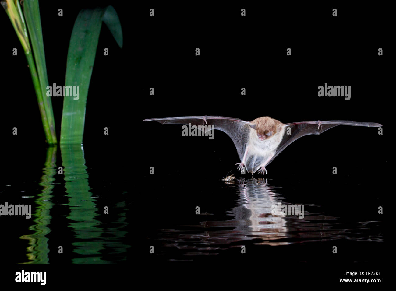 Daubenton's bat (Myotis daubentoni, Myotis daubentonii), hunting at ...