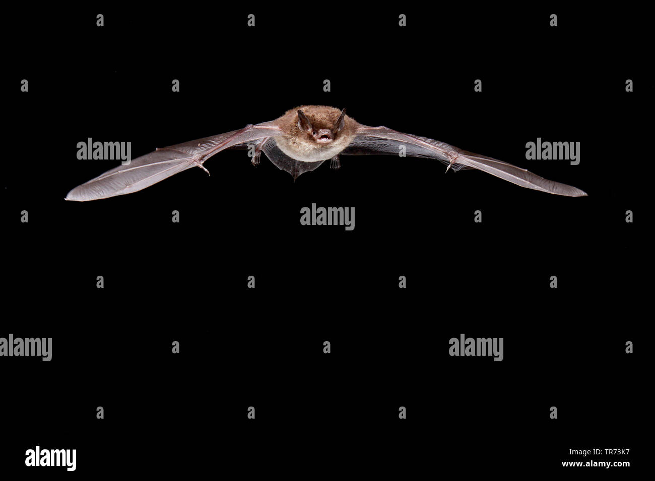 Daubenton's bat (Myotis daubentoni, Myotis daubentonii), hunting at ...