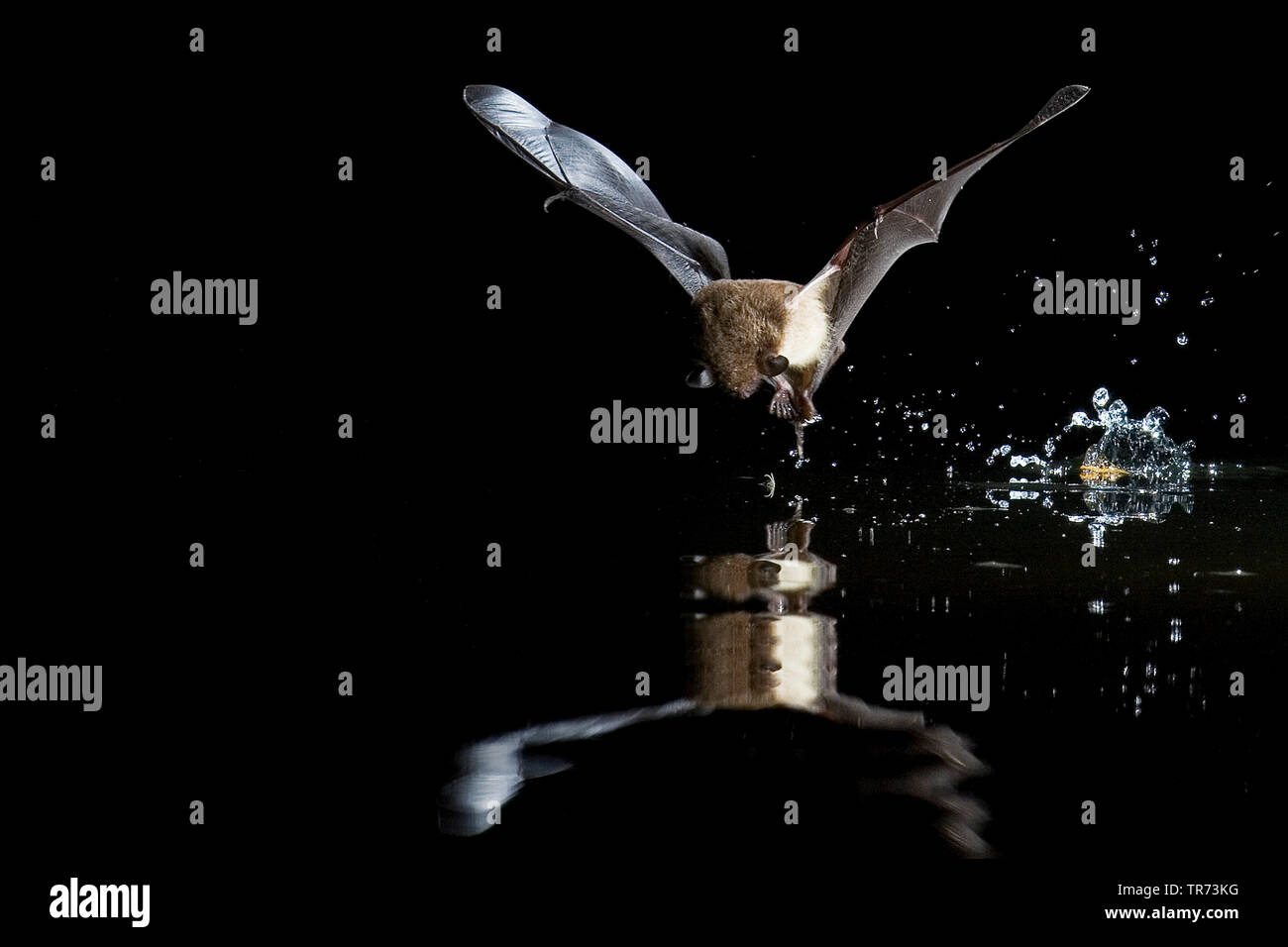 Daubenton's bat (Myotis daubentoni, Myotis daubentonii), hunting at ...