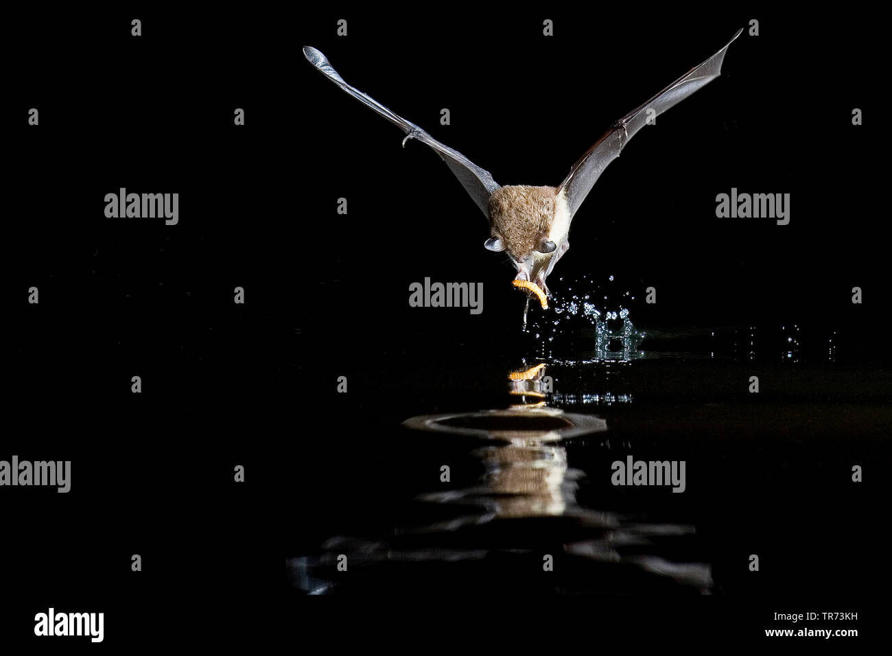 Bats hunting insects hi-res stock photography and images - Alamy