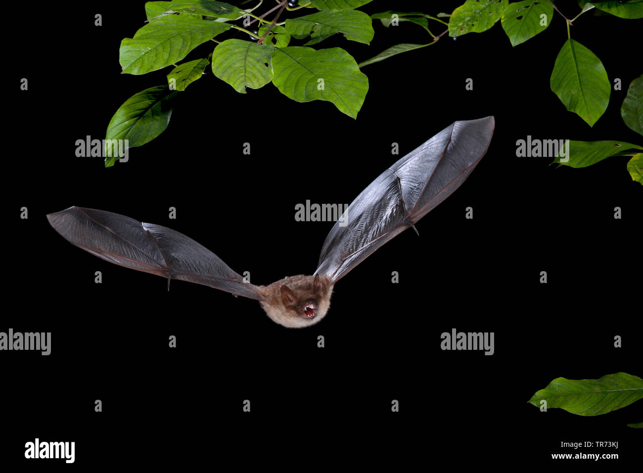 Geoffroy's bat (Myotis emarginata, Myotis emarginatus), hunting at ...