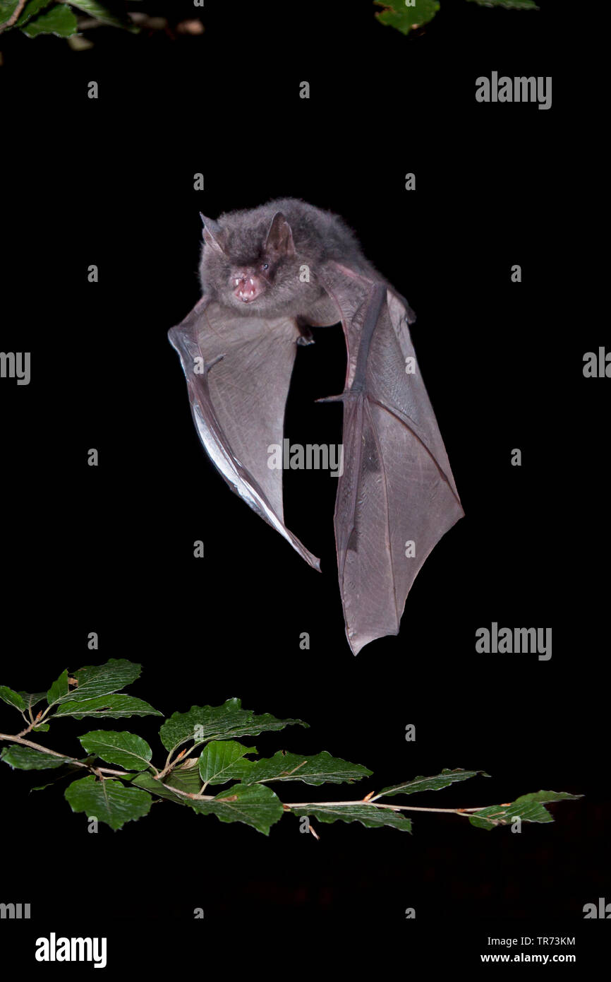 Geoffroy's bat (Myotis emarginata, Myotis emarginatus), hunting at ...