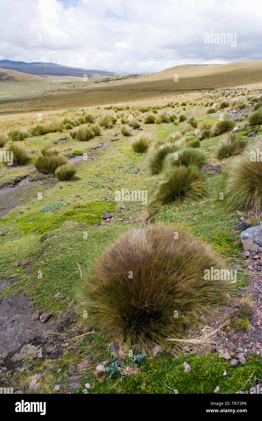 Antisana hi-res stock photography and images - Alamy