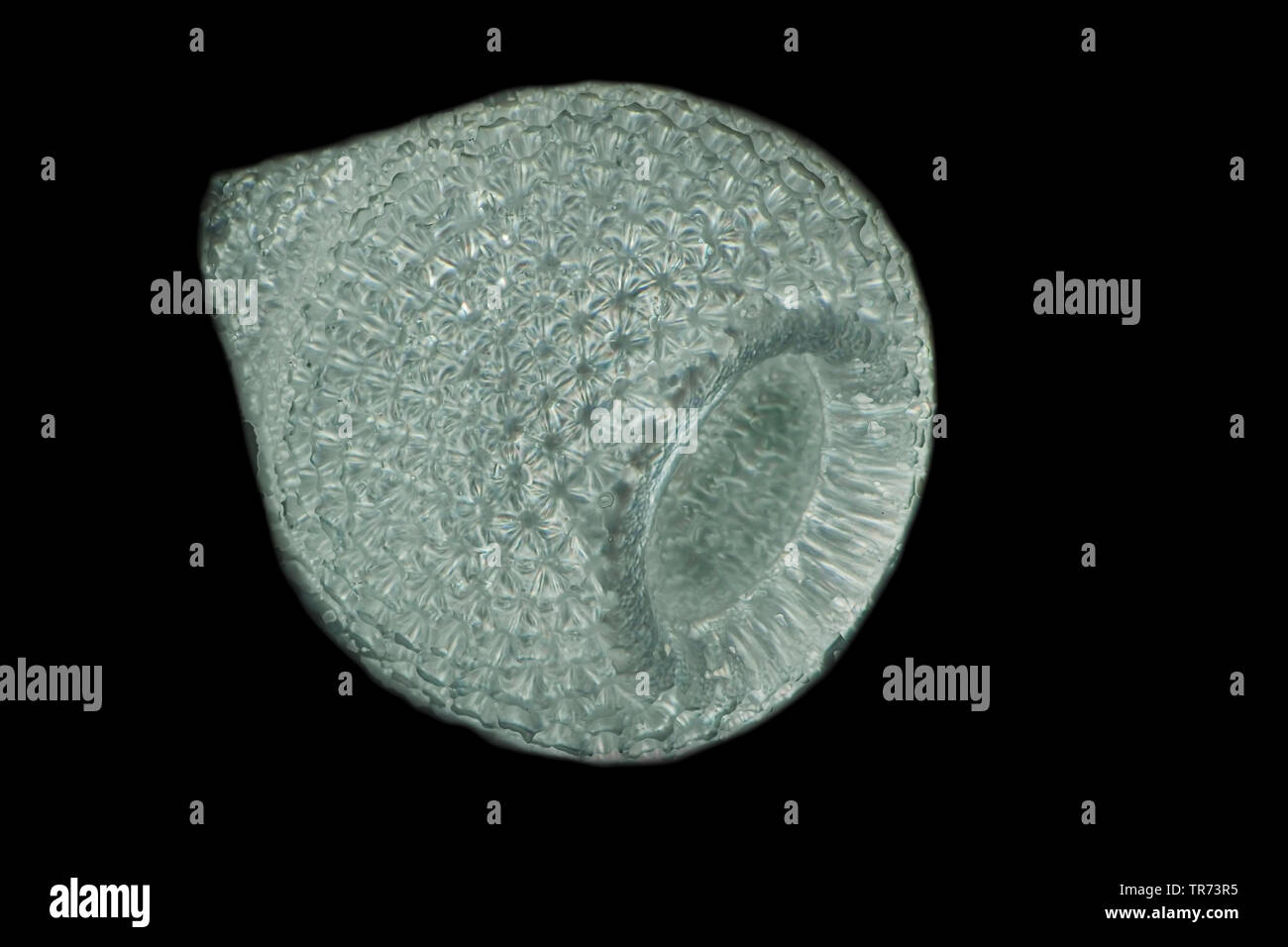 radiolarians (Radiolaria), fossile radiolarian, x 40 Stock Photo - Alamy