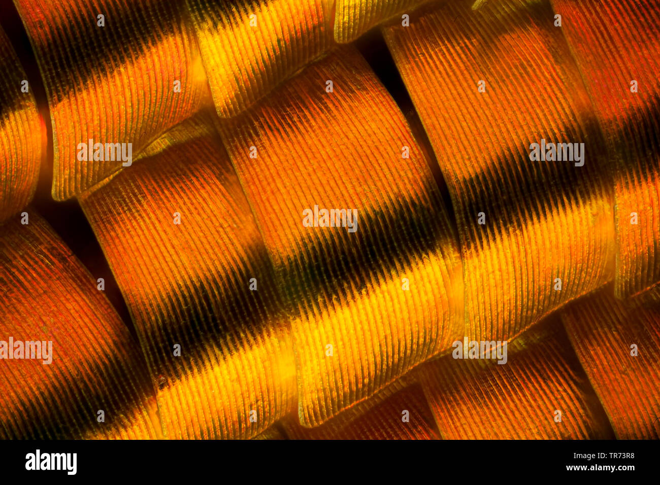 Green-banded Urania (Urania leilus), wing's scales, x 120 Stock Photo ...