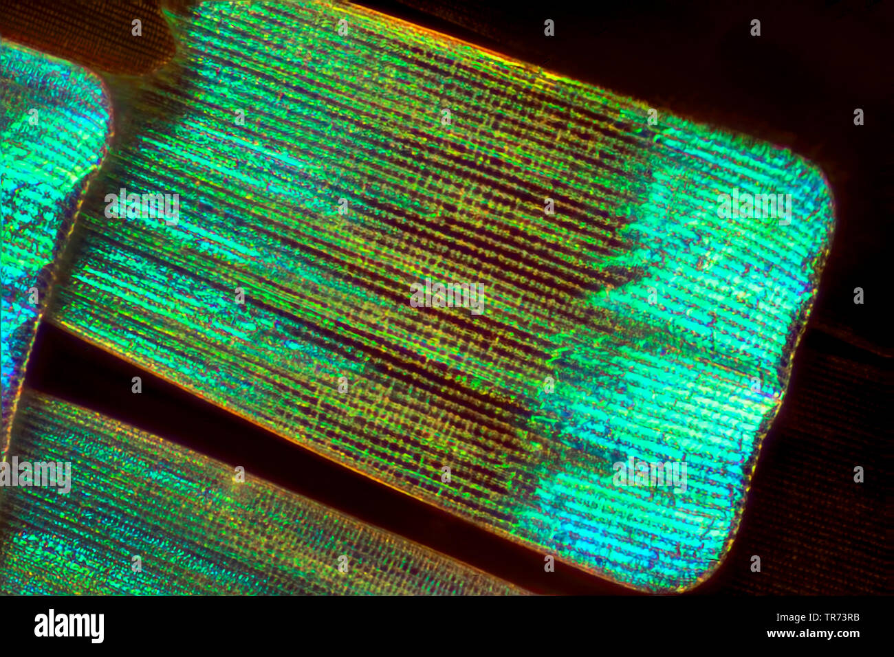 Green-banded Urania (Urania leilus), wing's scales, x 140 Stock Photo ...