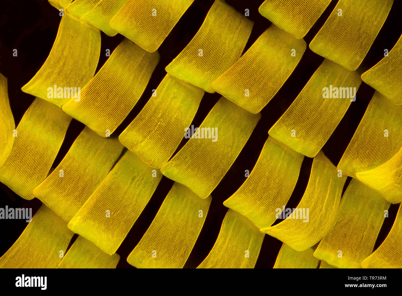 Green-banded Urania (Urania leilus), wing's scales in darkfield, x 80 ...