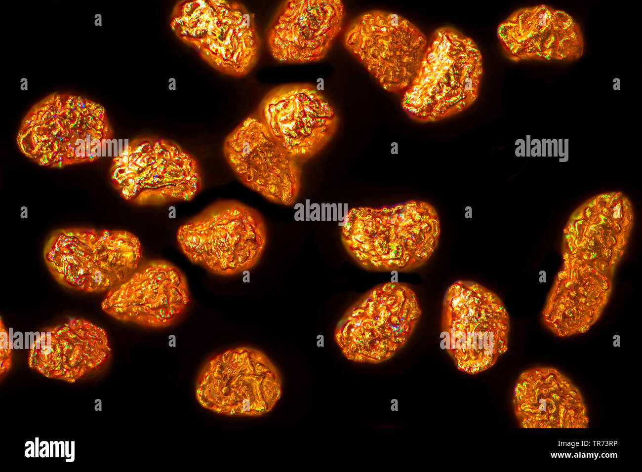 Fern Spores Microscope