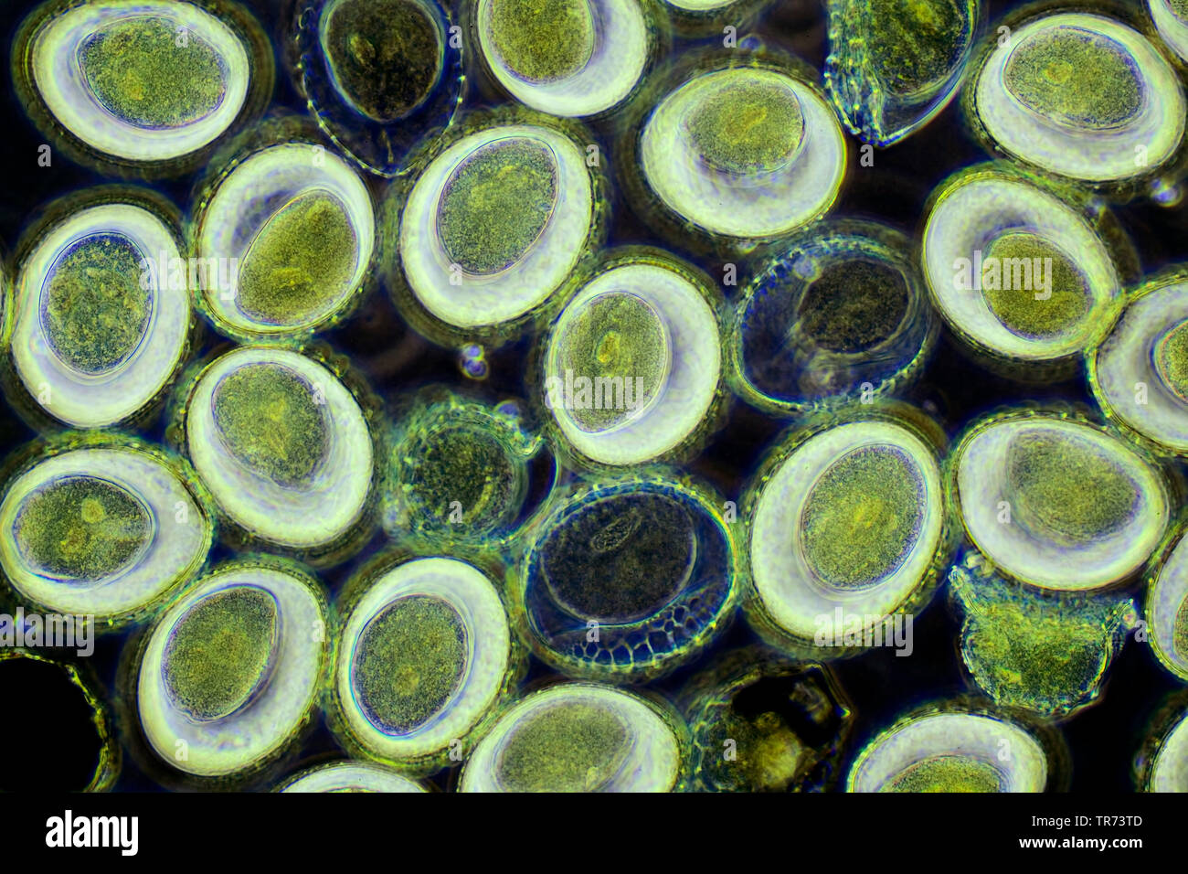 lily (Lilium spec.), pollen of a lily, Phase contrast microscopy, x 100 ...