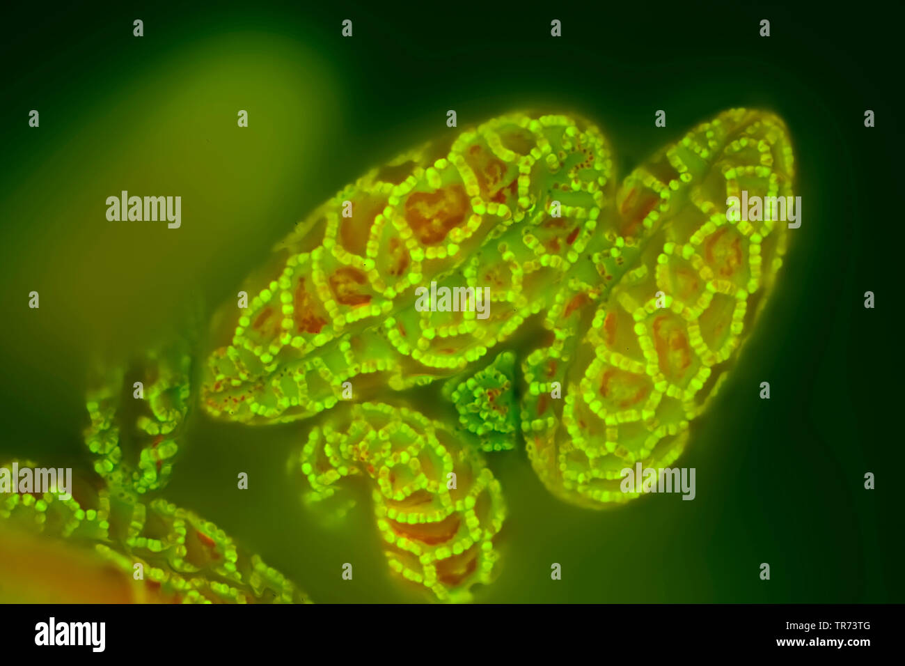 Magnified Pollen High Resolution Stock Photography and Images - Alamy