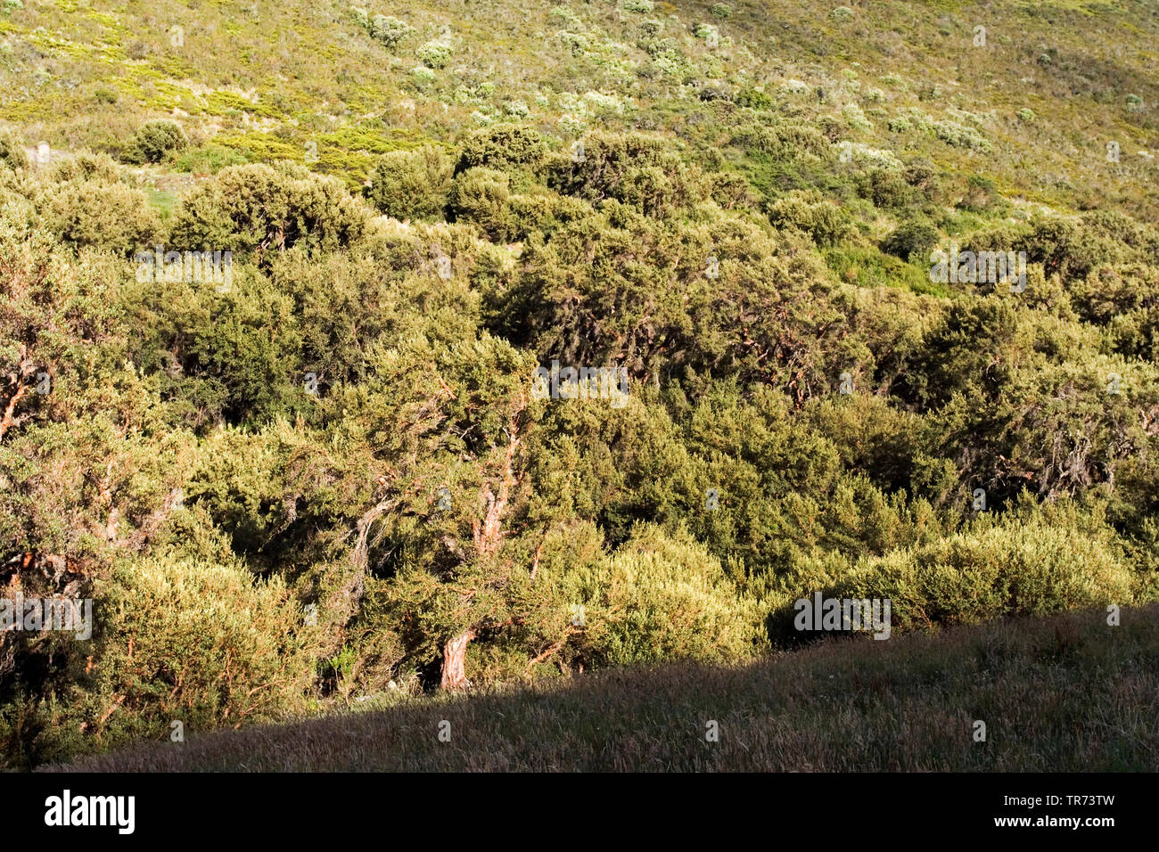 Polylepis (Polylepis spec.), Polylepis forest at Papallacta Pass ...
