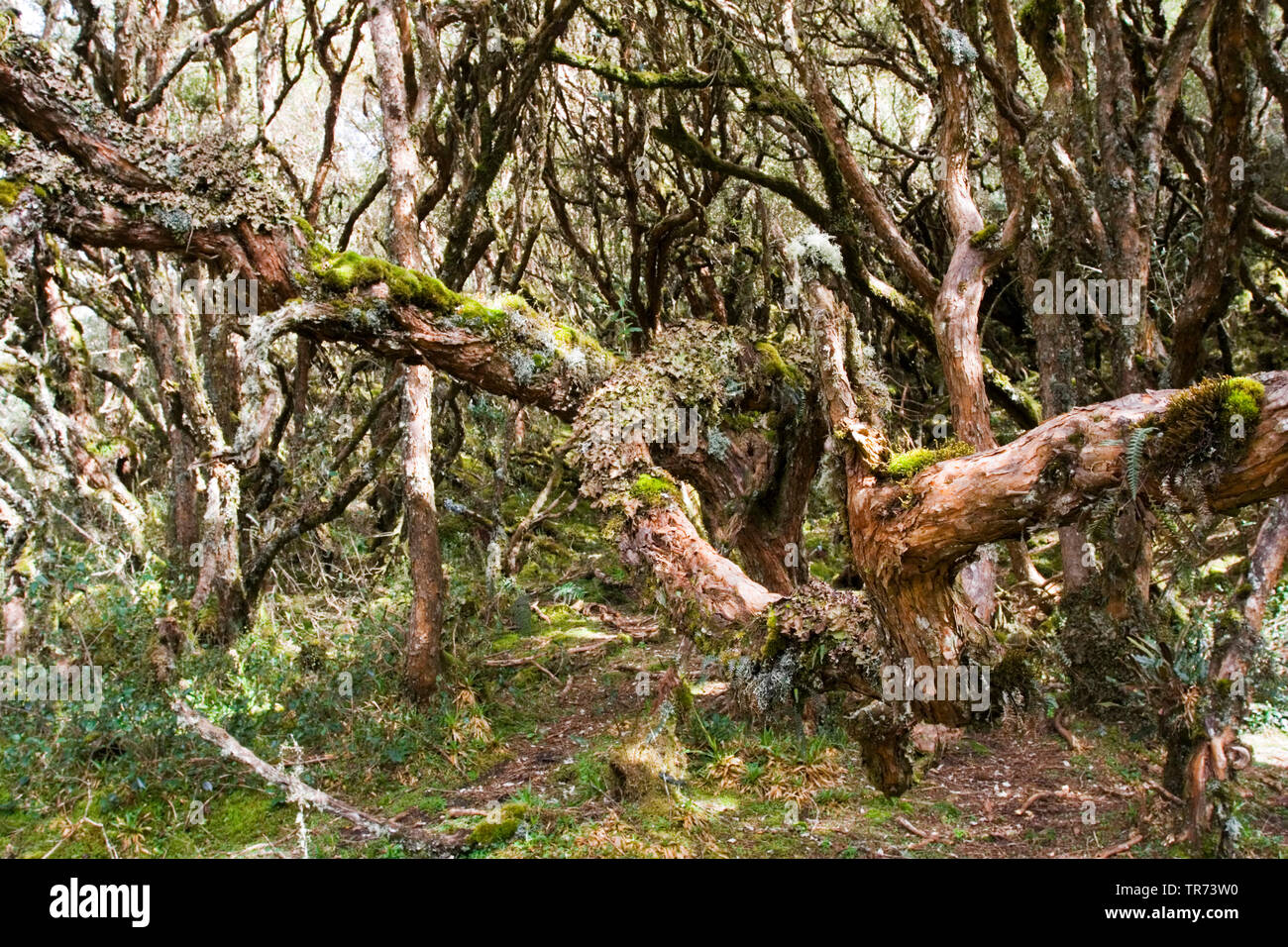 Polylepis (Polylepis spec.), branches, Ecuador Stock Photo - Alamy