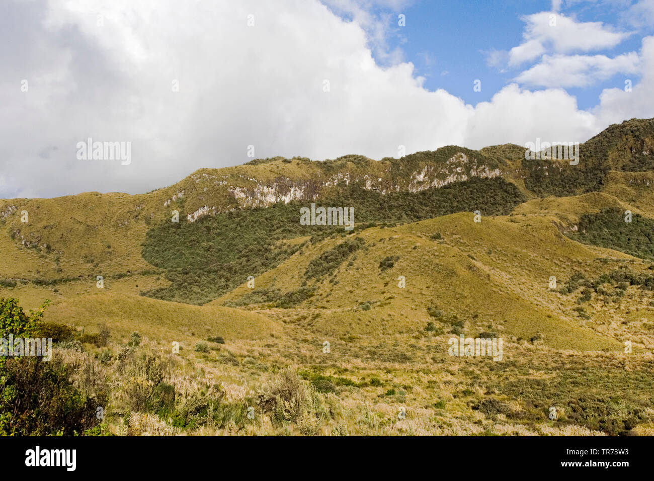 Polylepis forest hi-res stock photography and images - Alamy