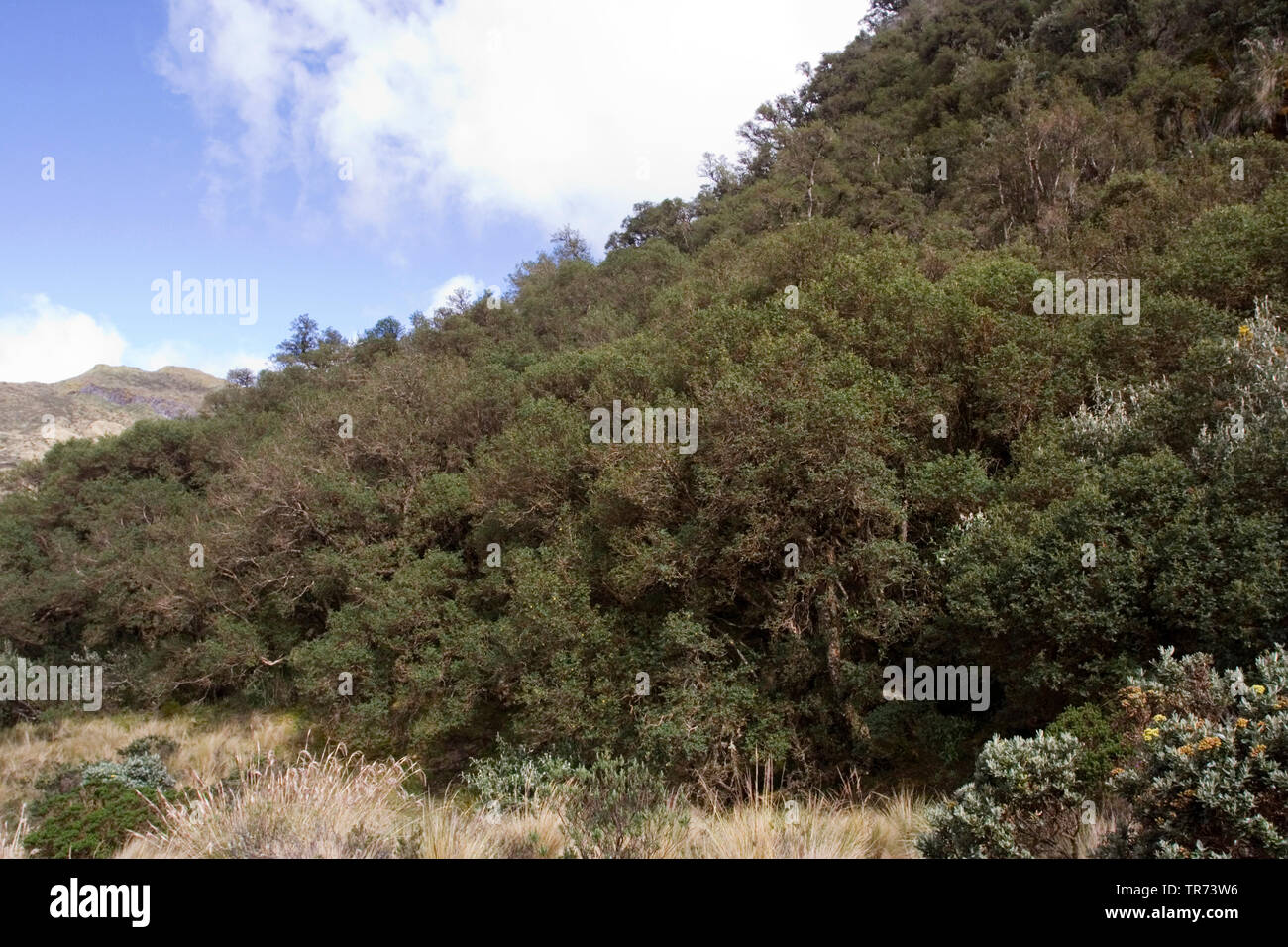 Polylepis tree trees hi-res stock photography and images - Alamy