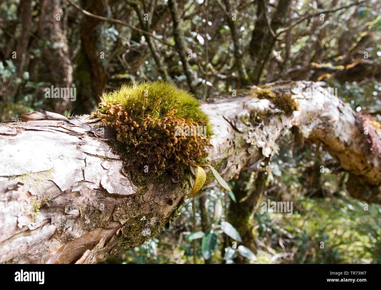 Polylepis (Polylepis spec.), branches, Ecuador Stock Photo - Alamy