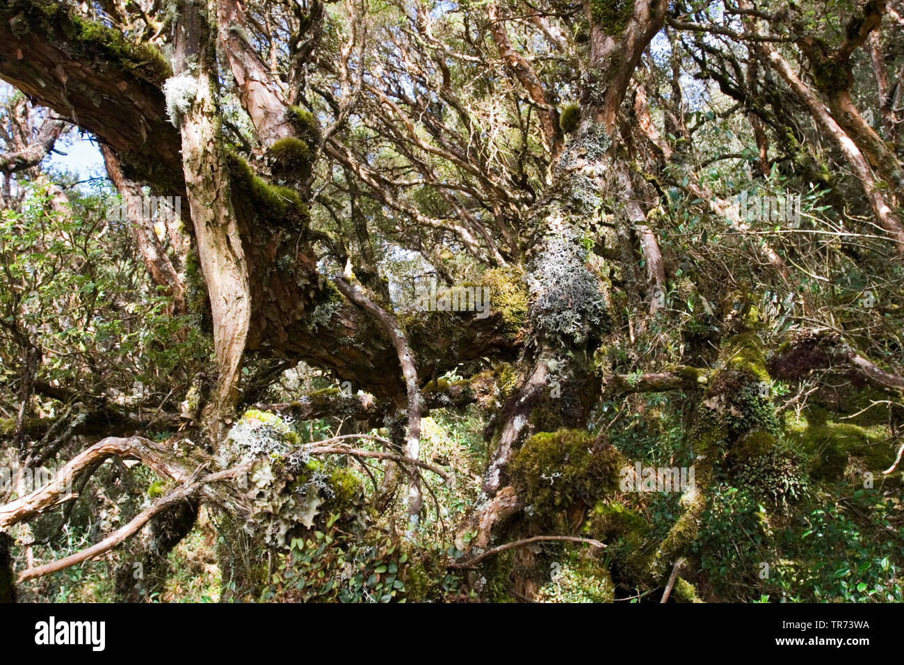 Polylepis (Polylepis spec.), branches, Ecuador Stock Photo - Alamy