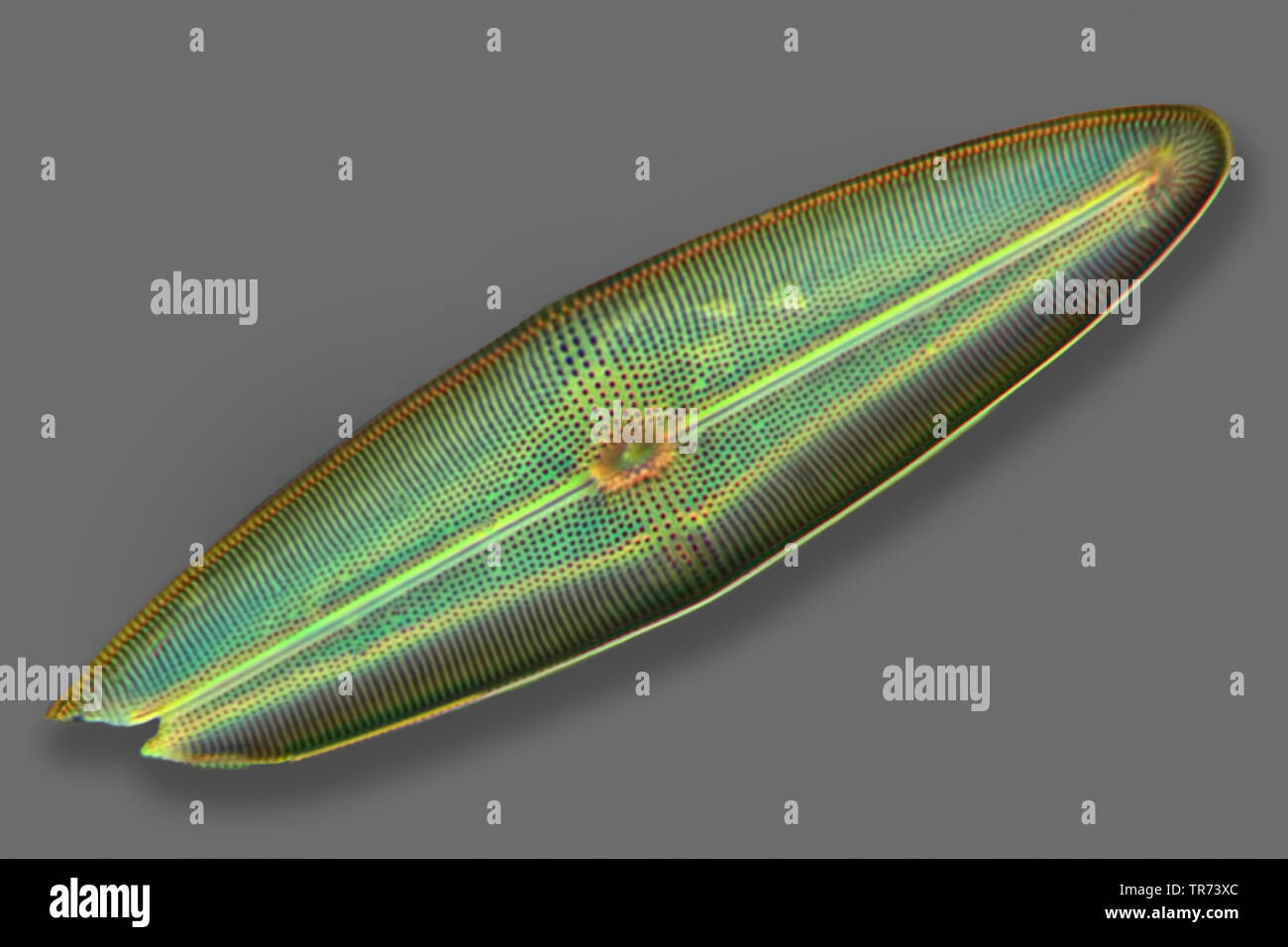 Diatomeae hi-res stock photography and images - Alamy