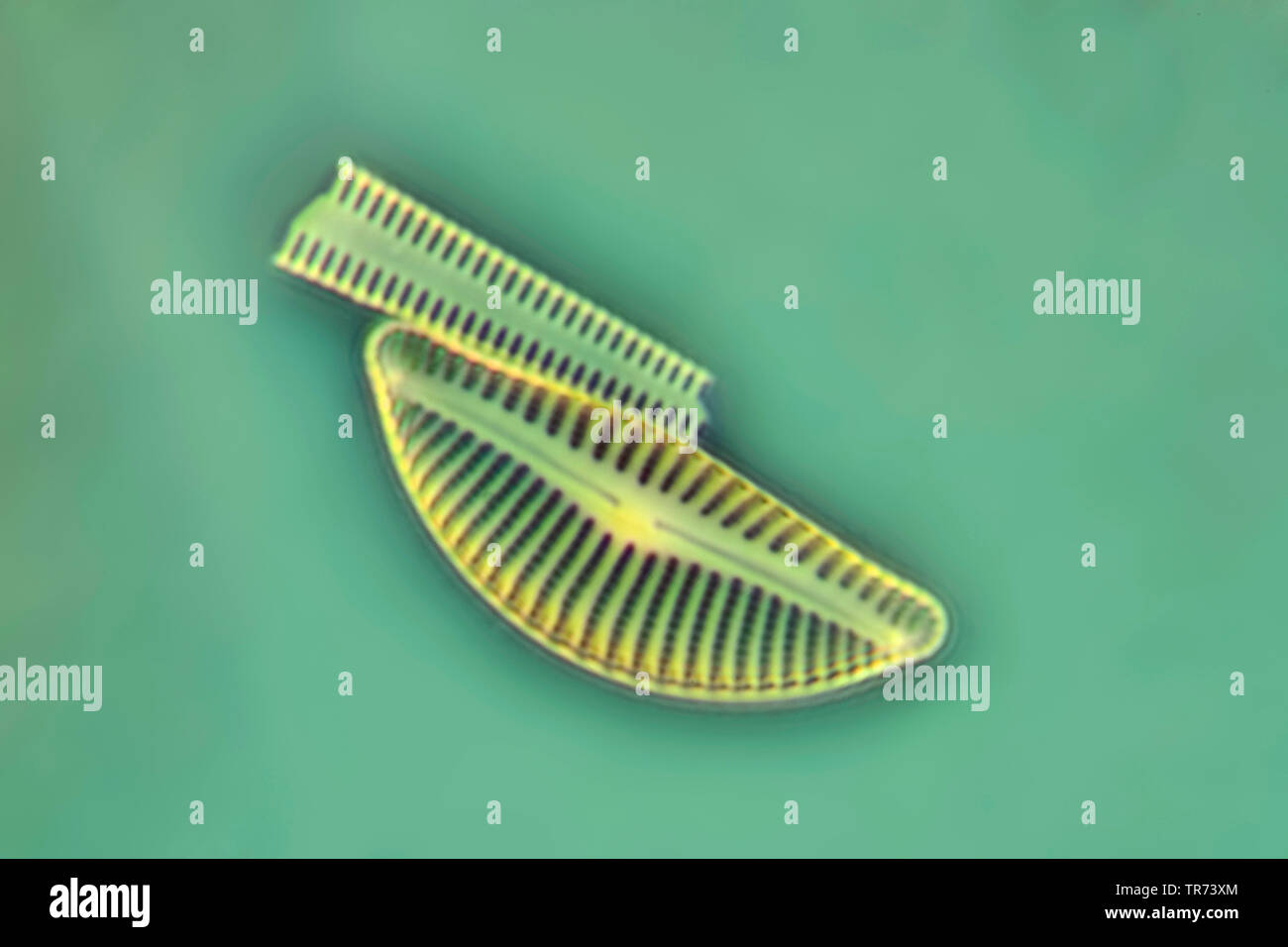 Diatomeae hi-res stock photography and images - Alamy