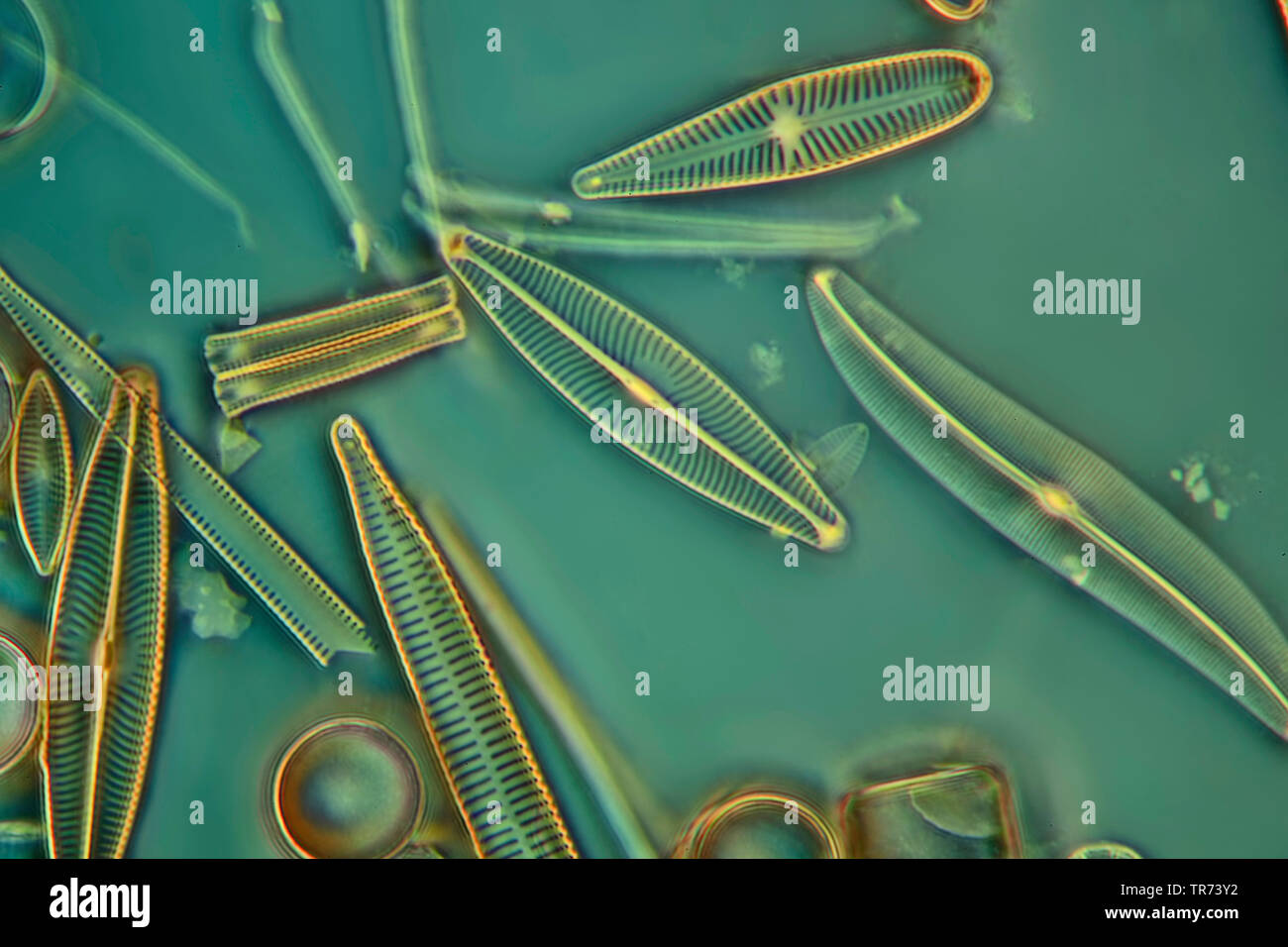 Diatomeae hi-res stock photography and images - Alamy