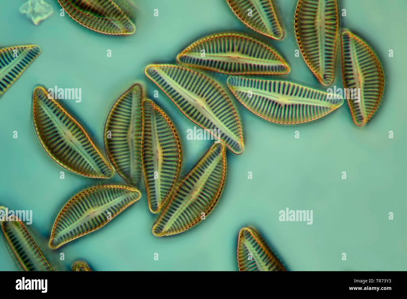 diatom (Diatomeae), diatoms in phase contrast and interference contrast ...