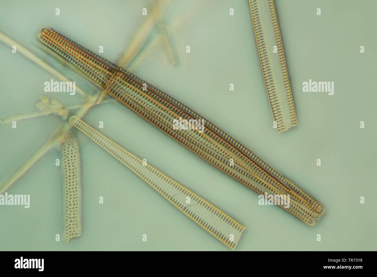 Diatomeae hi-res stock photography and images - Alamy