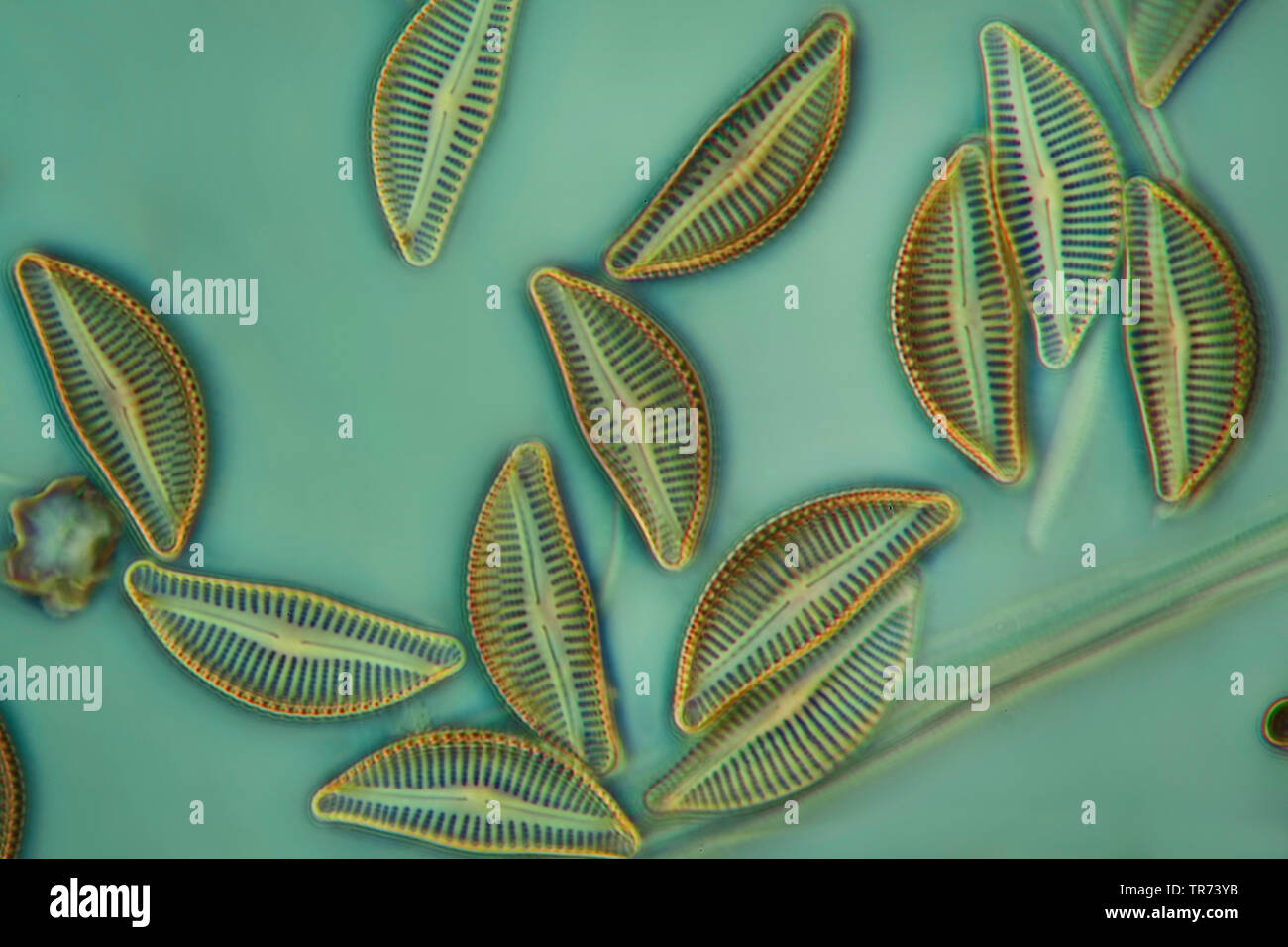 diatom (Diatomeae), diatoms in phase contrast and interference contrast ...