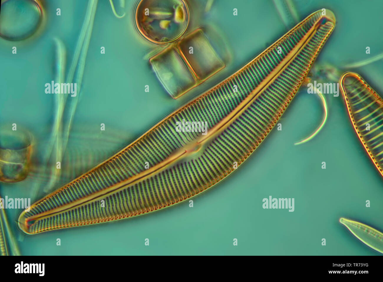 diatom (Diatomeae), diatom in phase contrast and interference contrast ...