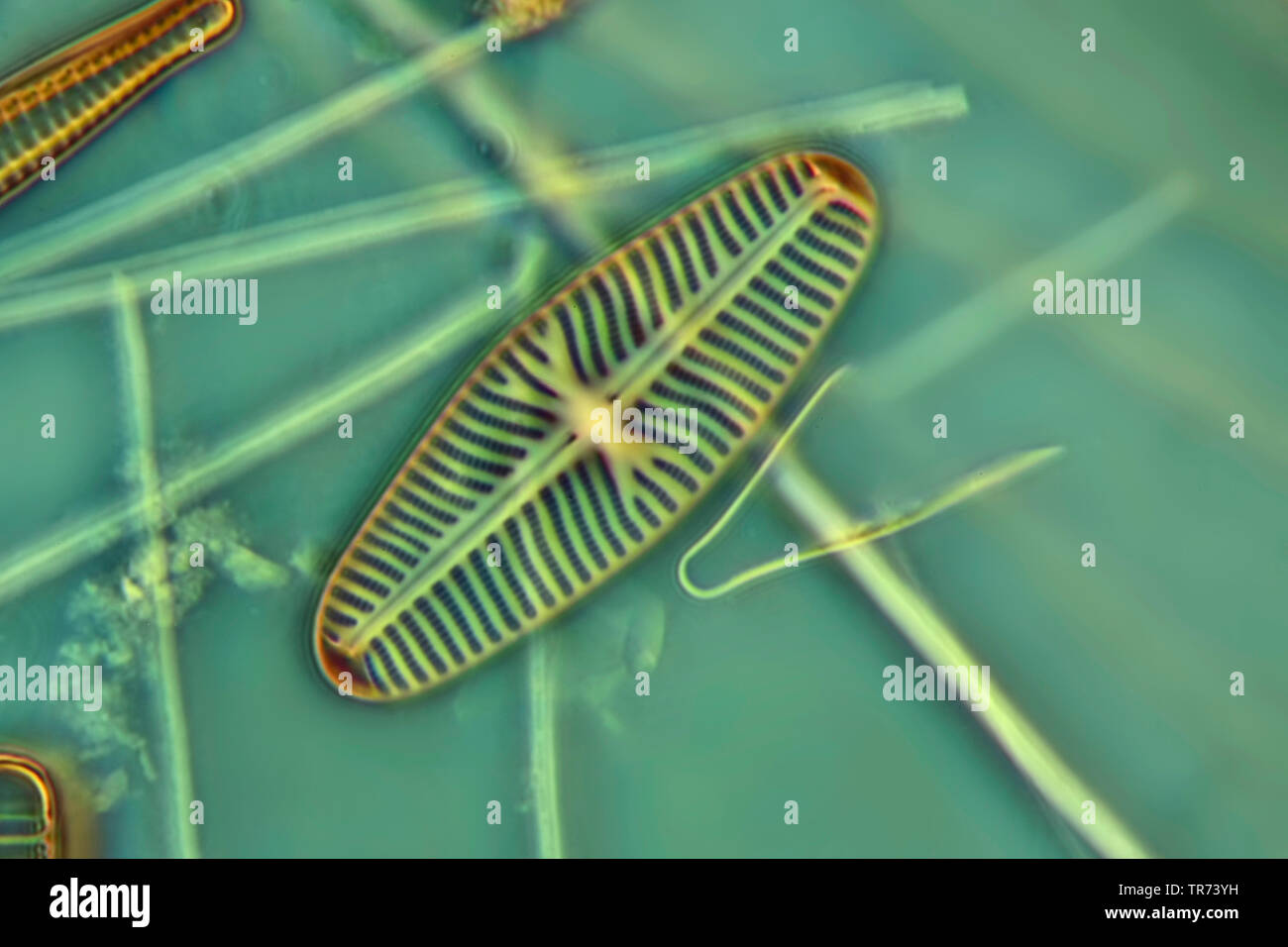 Diatomeae hi-res stock photography and images - Alamy