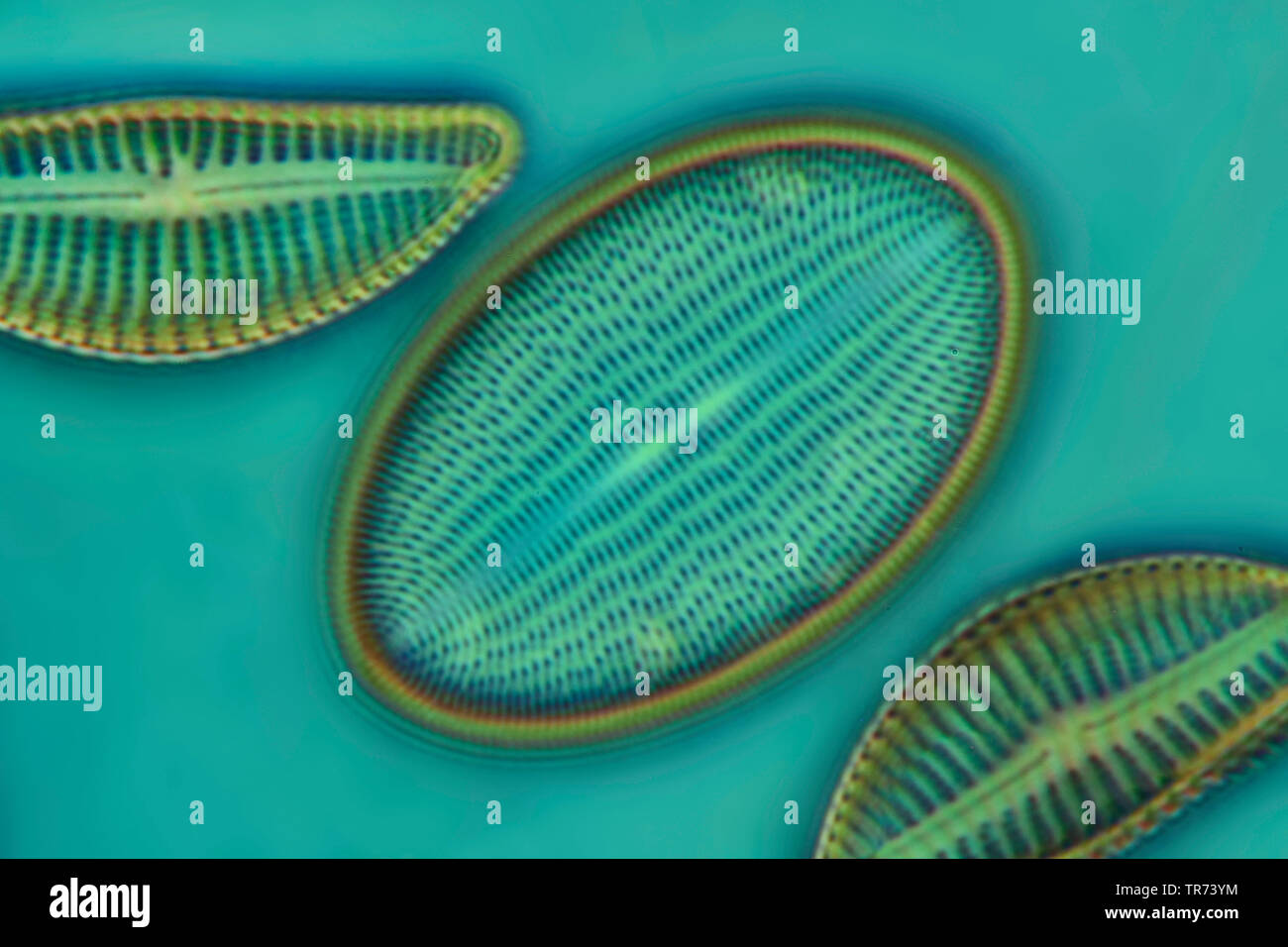 Diatomeae hi-res stock photography and images - Alamy