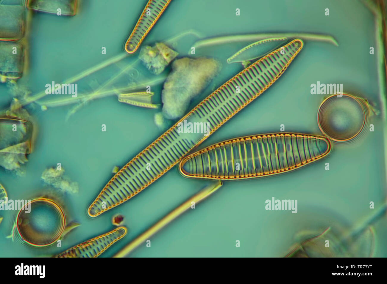 Diatomeae hi-res stock photography and images - Alamy