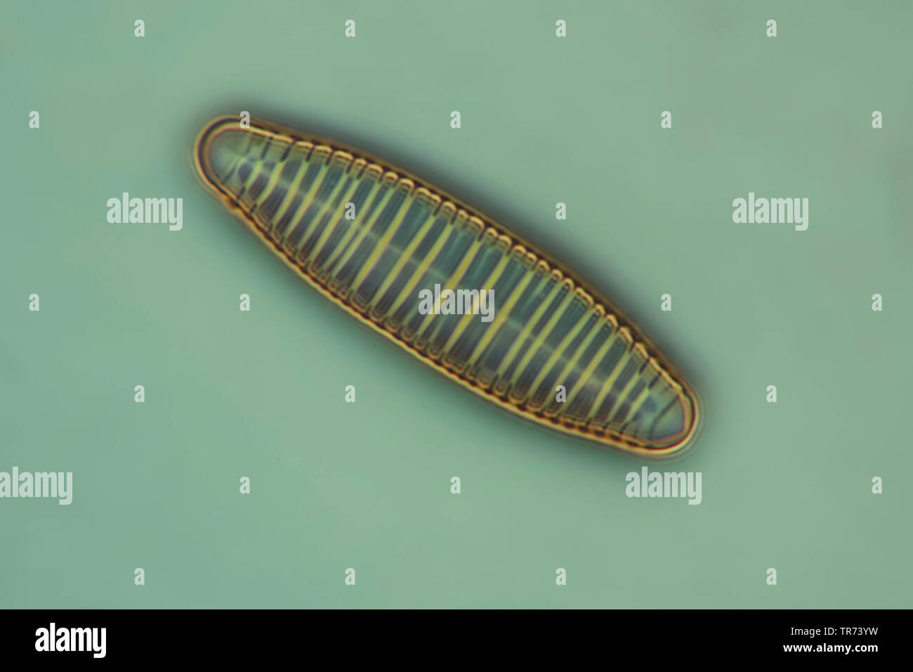 Diatomeae hi-res stock photography and images - Alamy