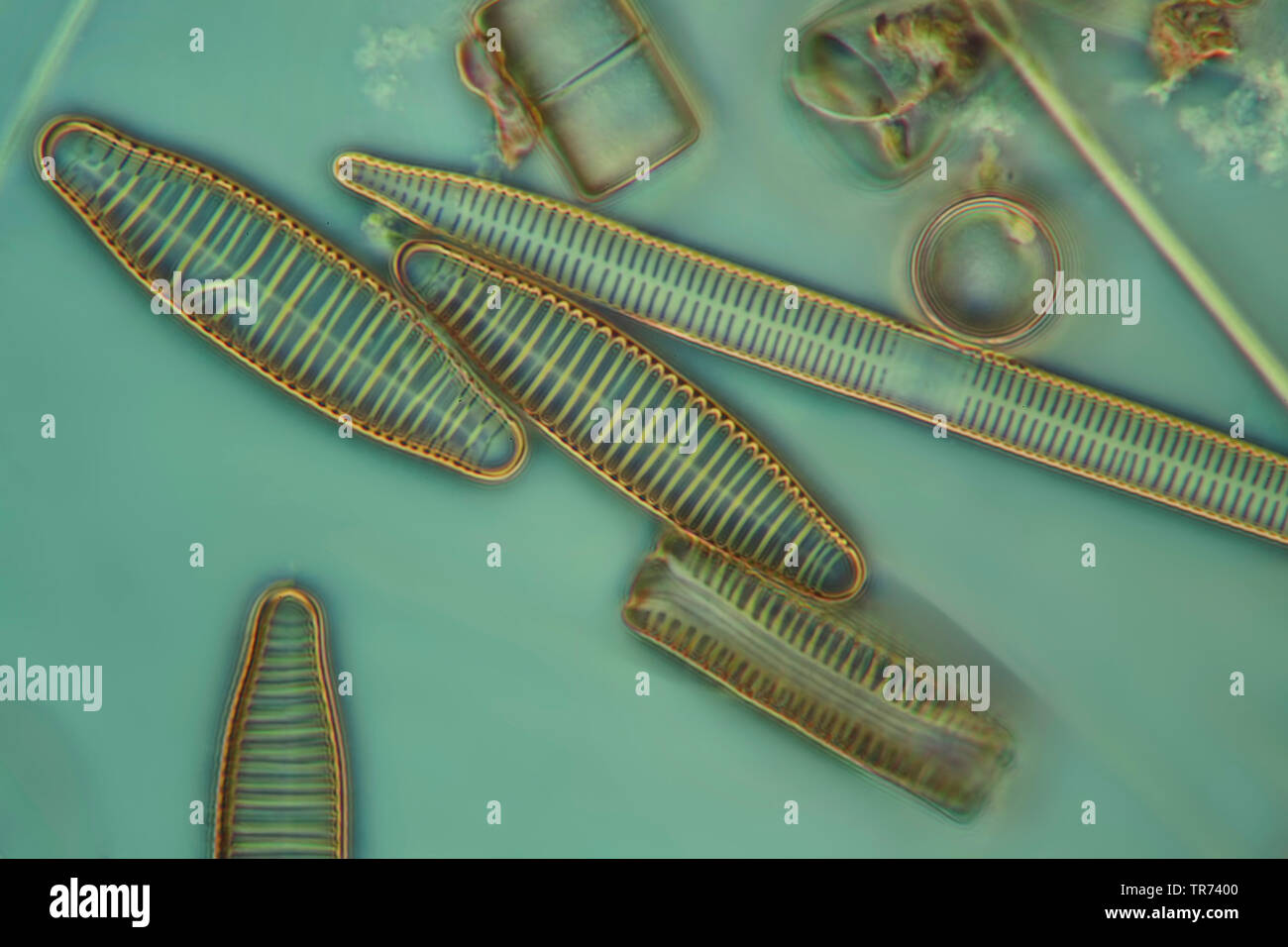 Diatomeae hi-res stock photography and images - Alamy