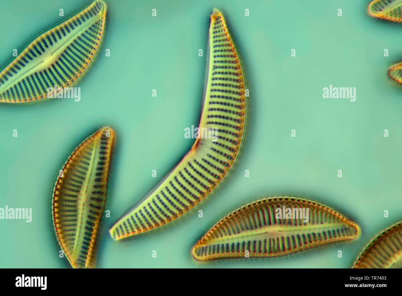 Diatomeae hi-res stock photography and images - Alamy