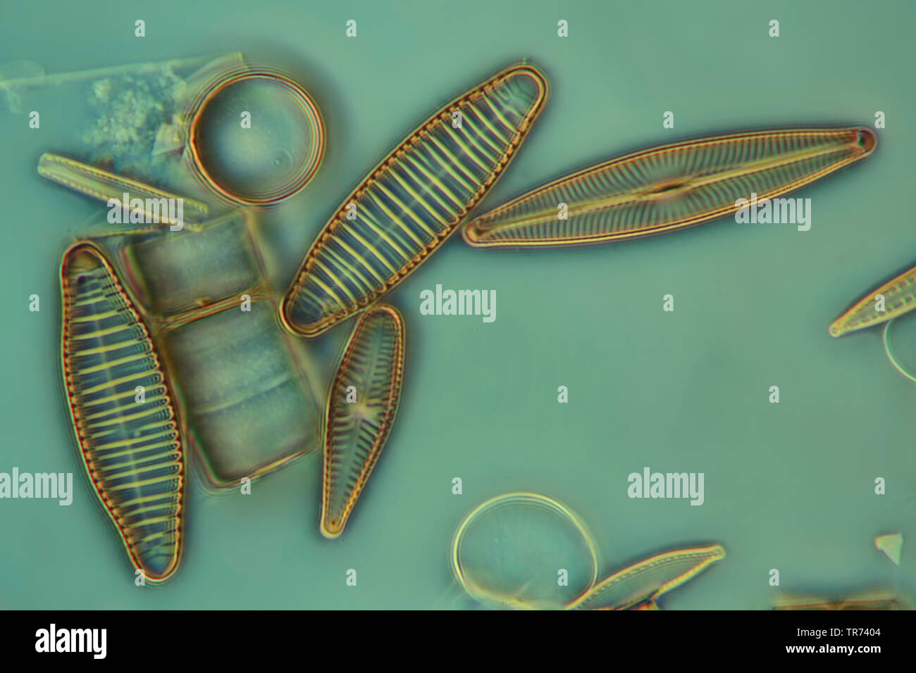 diatom (Diatomeae), diatoms in phase contrast and interference contrast ...
